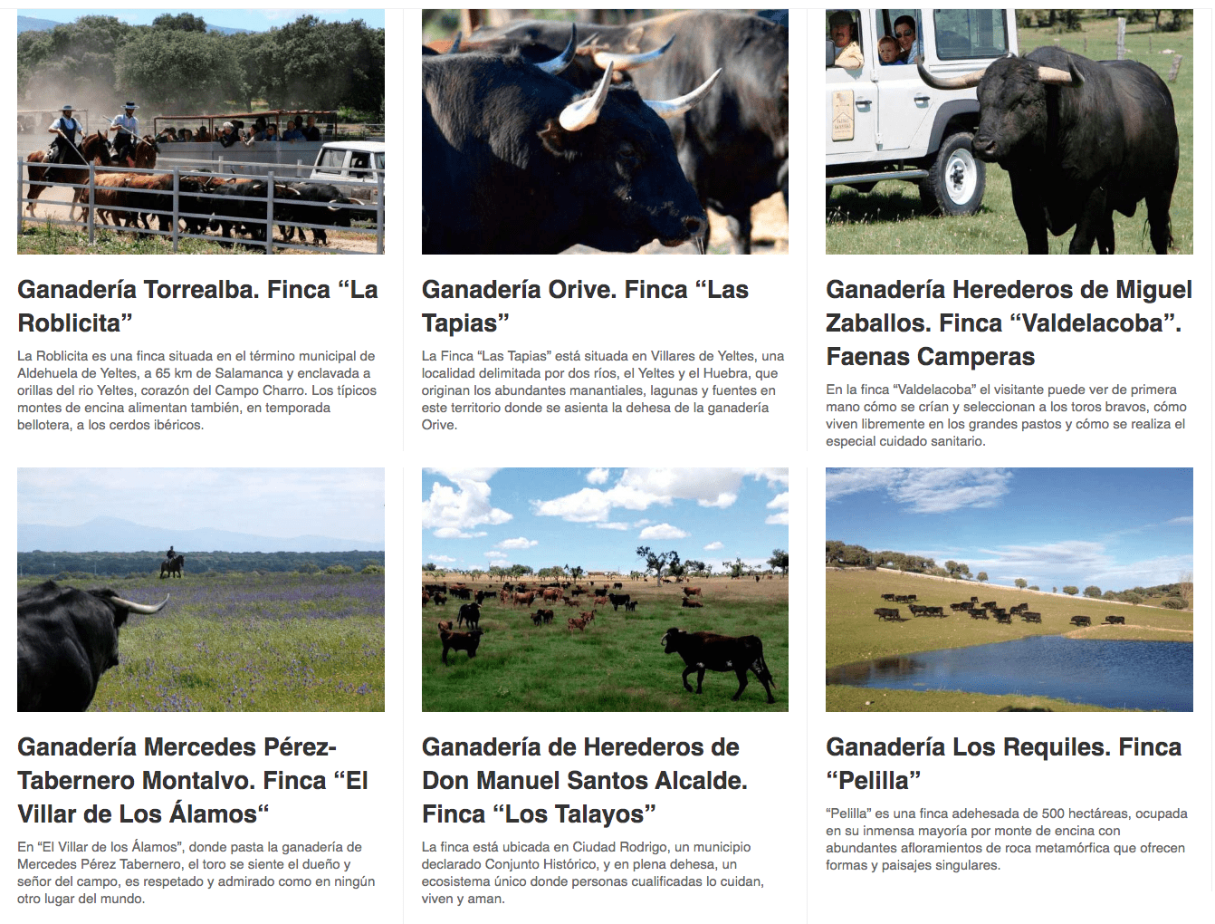Ruta del Toro Bravo y la Dehesa - Okey Salamanca